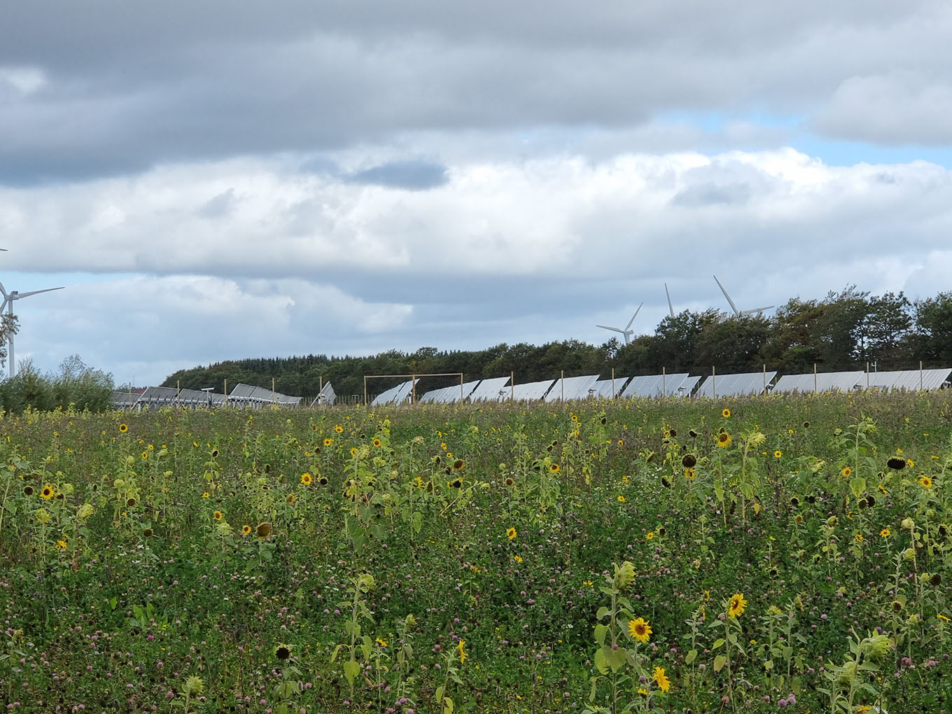 Urup solcellepark – LIFe